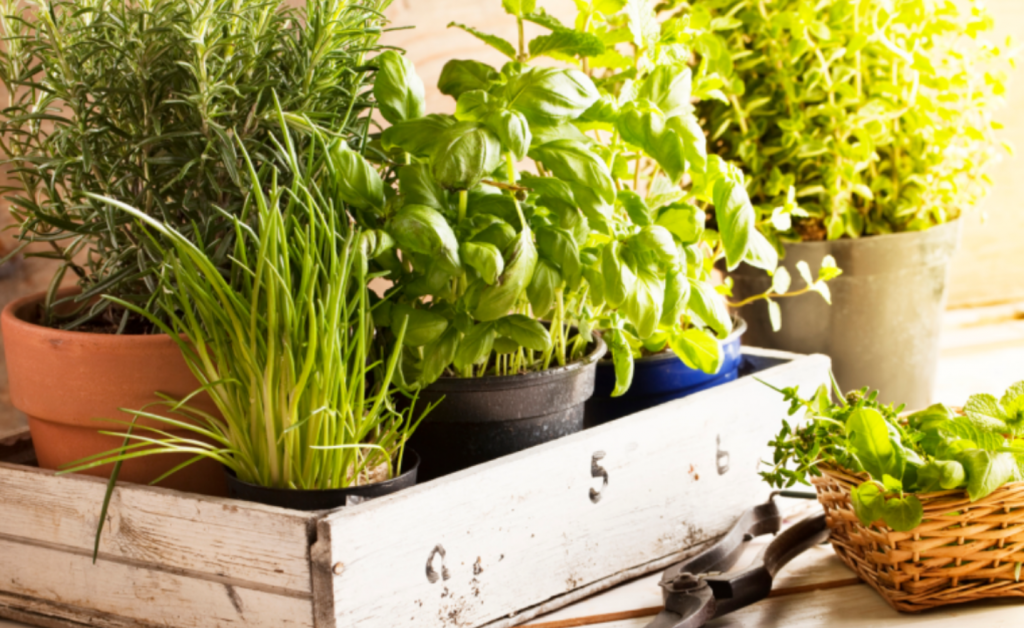 Dicas de temperos ideais para cultivar em casa e usar nas receitas; confira