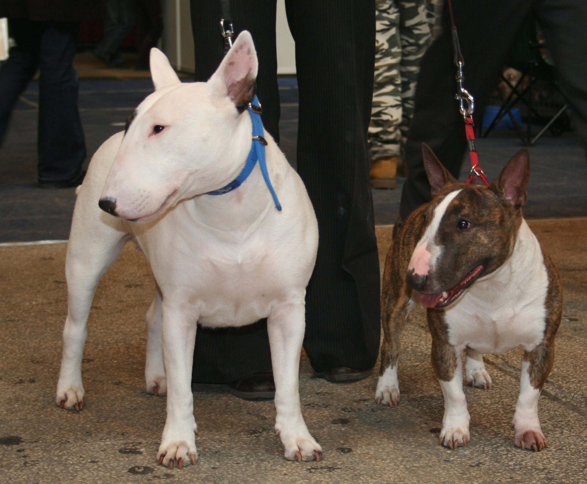 Bull Terrier: conheça essa raça de cães e suas curiosidades