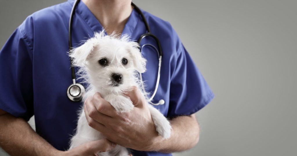 Cuidados com cachorro: por onde começar? Aprenda como cuidar do seu pet