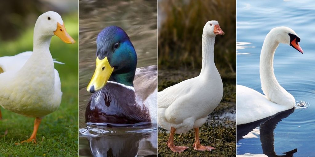 Veja as diferenças entre pato, ganso, marreco e cisne para acertar na ...
