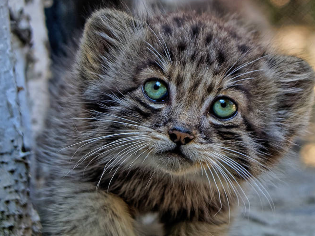 Conheça o solitário gato-de-pallas: um felino estiloso