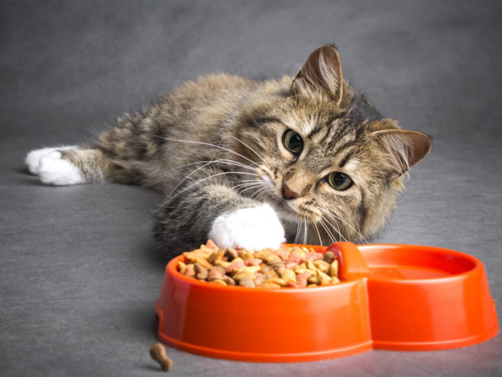 O paladar dos gatos: entenda como os felinos sentem os sabores