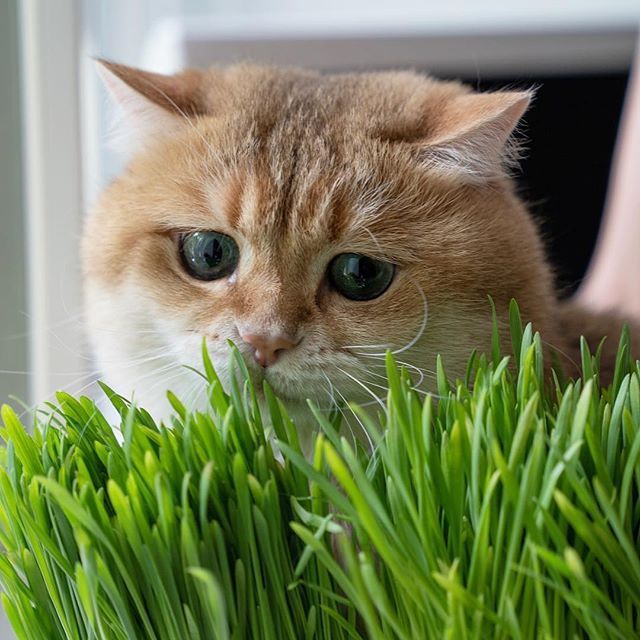 Animais Gatos Grama Gatinhos