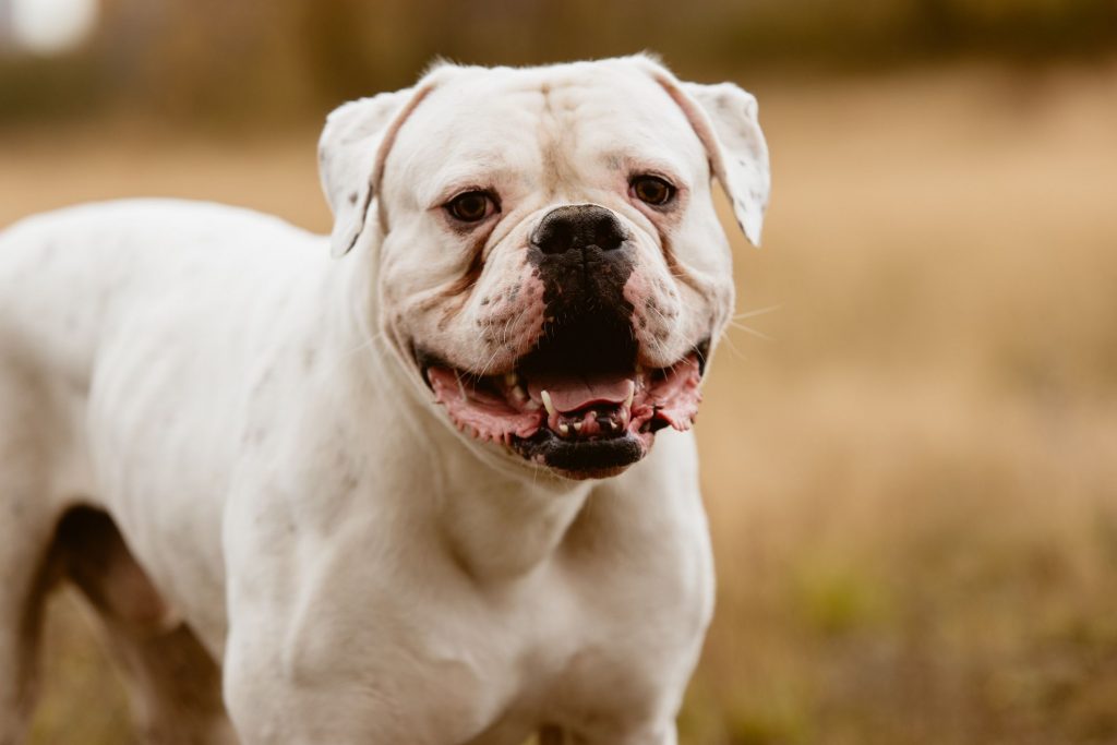 Bulldog americano: conheça o poderoso cão criado para lutar contra touros