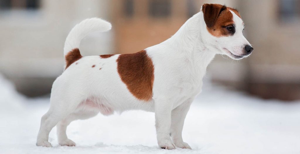 Cachorro mini: conheça o Jack Russell Terrier, um cão super enérgico