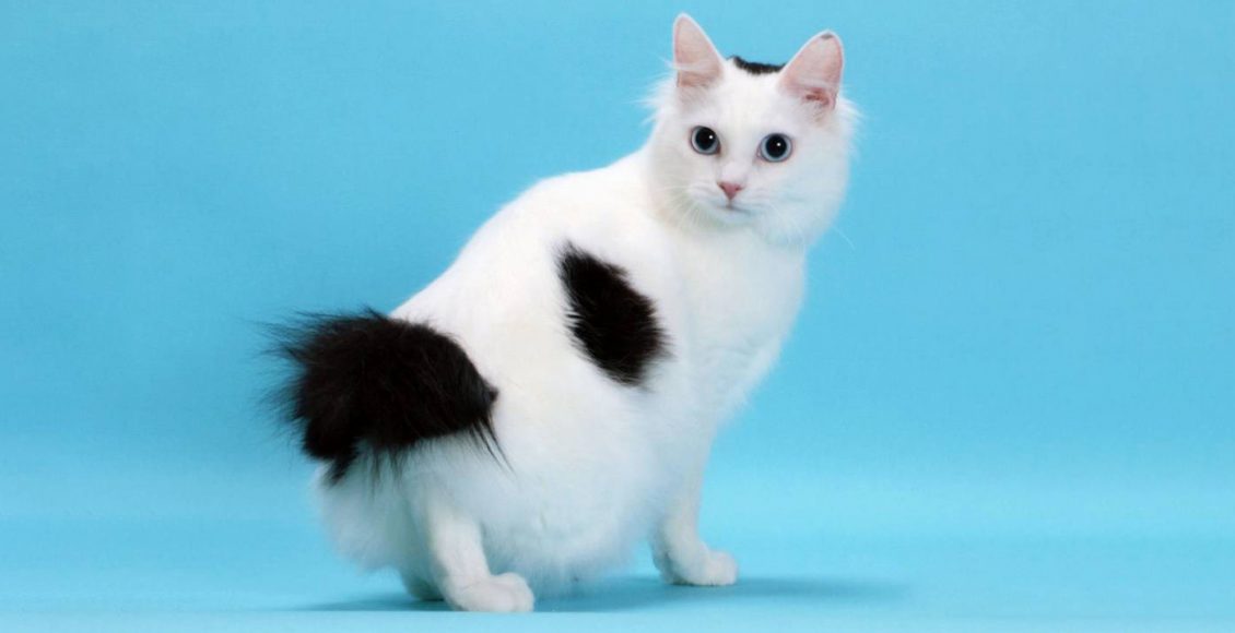 Gato rajado de raça: veja Bobtail japonês, um pet de calda tipo "pompom"