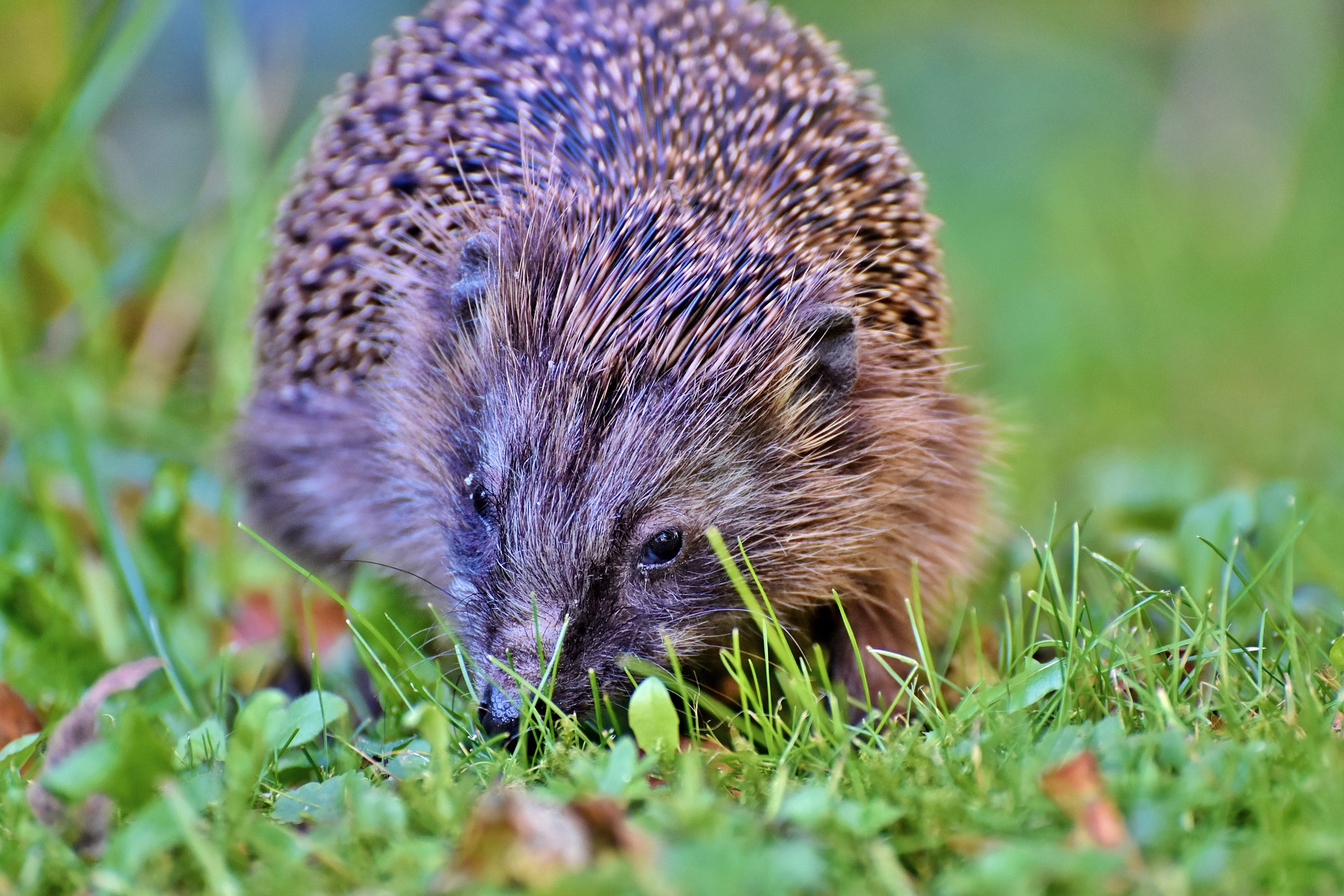 Ouriço-terrestre é domesticável? Saiba mais sobre esse animalzinho de ...