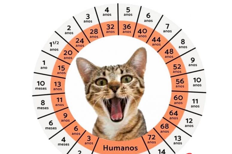 Descubra A Idade Do Seu Gato Saiba Se Ele é Pequeno Adulto Ou Idoso