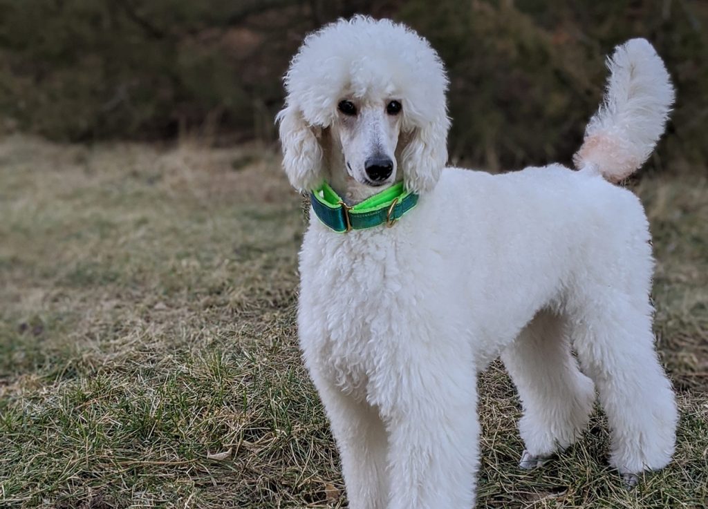 Poodle Standard é um pet médio ou gigante? Saiba agora tudo sobre esse cão