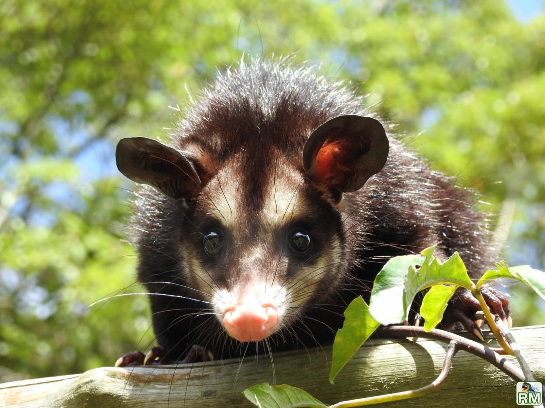 Tem gambá no Brasil? Saiba agora os mistérios dessa espécie