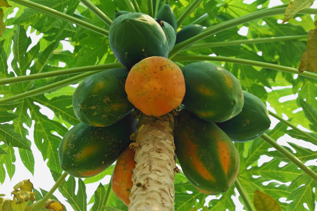 Jeito certo de plantar mamão papaya sem abalar as raízes - Folha GO