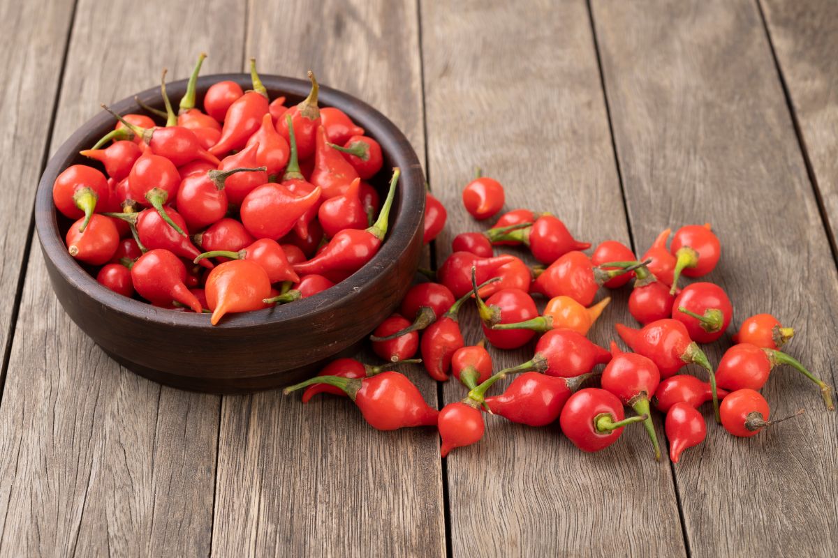 Principais cuidados com a pimenta biquinho: cuide da sua planta e colha ...