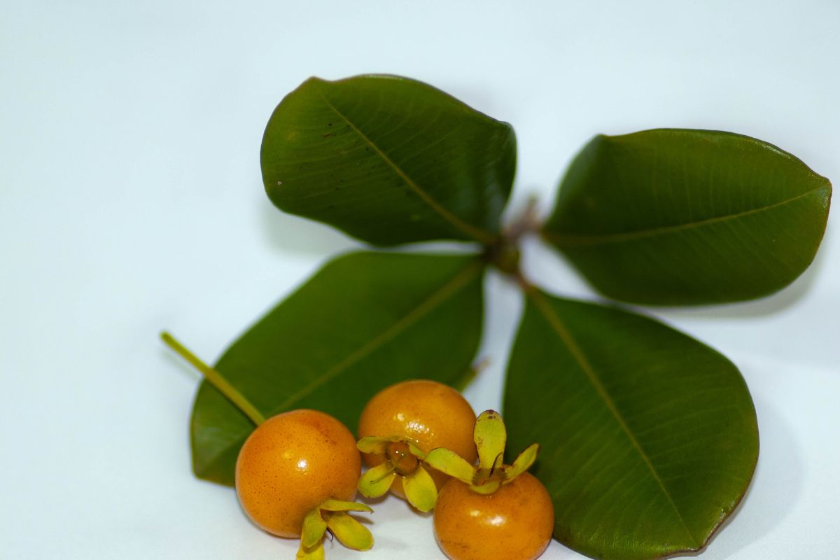 Pé De Jambo Pequeno - FDPLEARN