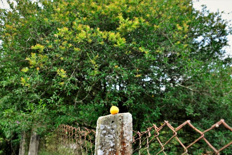 Como cuidar do pé de jambo: veja os cuidados necessários com essa ...