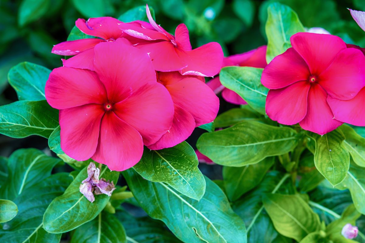 Como cultivar beijinho? Aprenda como plantar, fazer mudas e muito mais ...