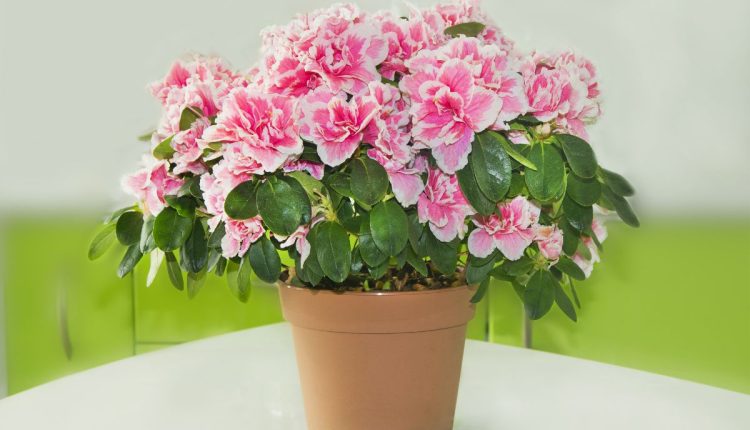 Nova Home - FolhaGO - Folha GO