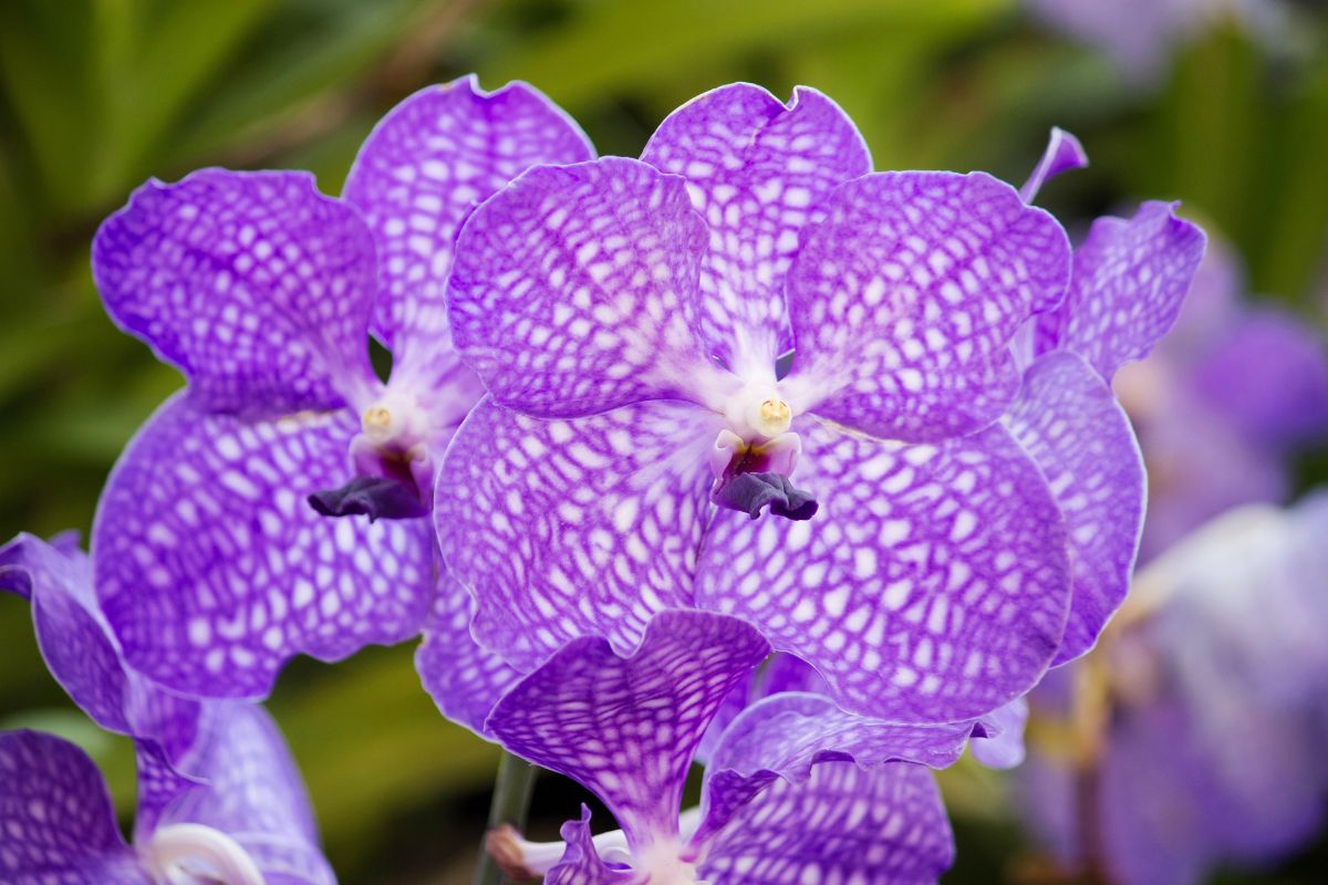 Você conhece a Vanda? Veja como cuidar dessa planta belíssima - Folha GO