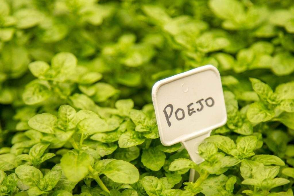 Como cultivar poejo: confira também os benefícios dessa erva - Folha GO